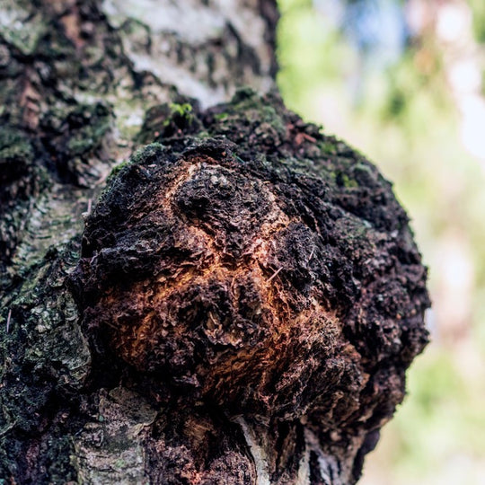 Dvigubas Čaga beržo grybo ekstraktas (tinktūra) - MISHKAY 100ml ...