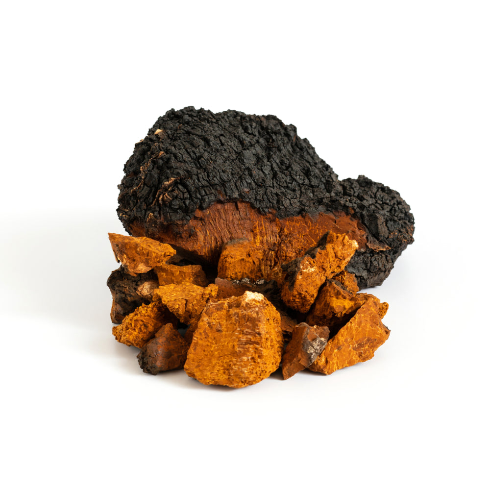 Čaga - juodasis beržo grybas - įžulnusis skylenis | Pjaunugryba.lt ...