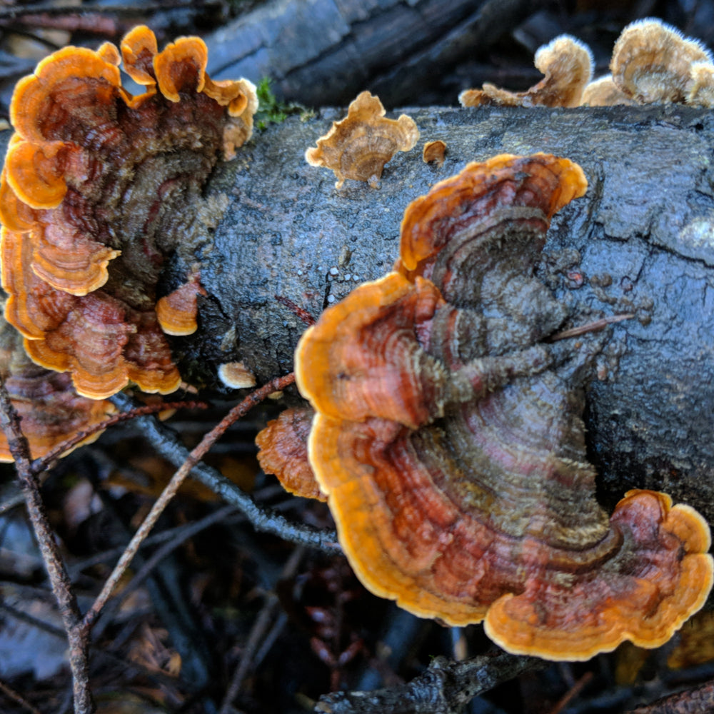 Turkey Tail grybas (liet. įvairiaspalvė kempė) - Pjaunu grybą – Pjaunu ...