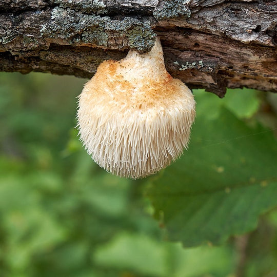 Dvigubas Lion's Mane grybo ekstraktas (tinktūra) MISHKAY (100ml ...